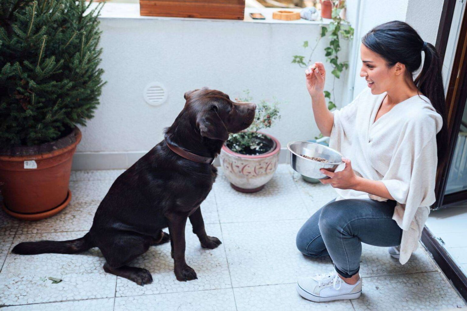 El seguro de VetEasy para cumplir la nueva Ley de Bienestar Animal ...